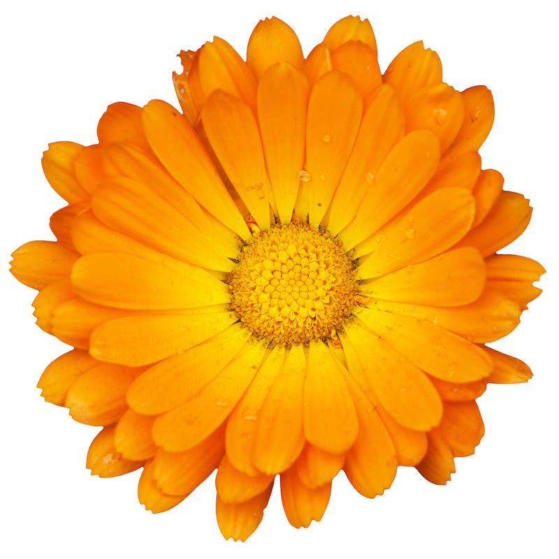 Calendula Extract | Organic Calendula Officinalis Extract - Nature In ...