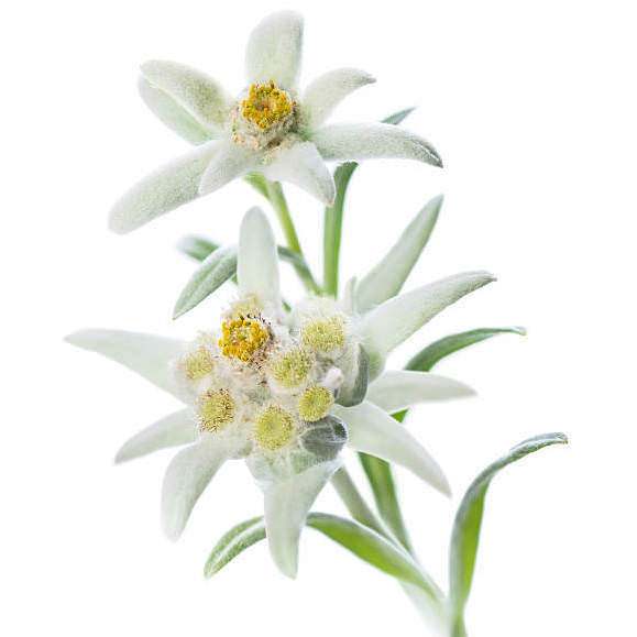 Edelweiss Extract | Organic Edelweiss Extract - Nature In Bottle