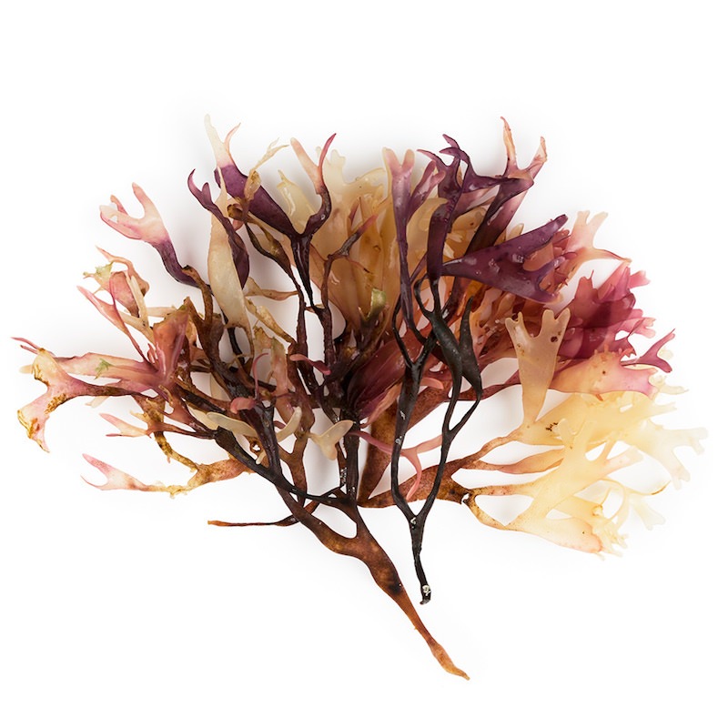 Irish Moss Extract | Organic Hawaiian Sea Extract - Nature In Bottle